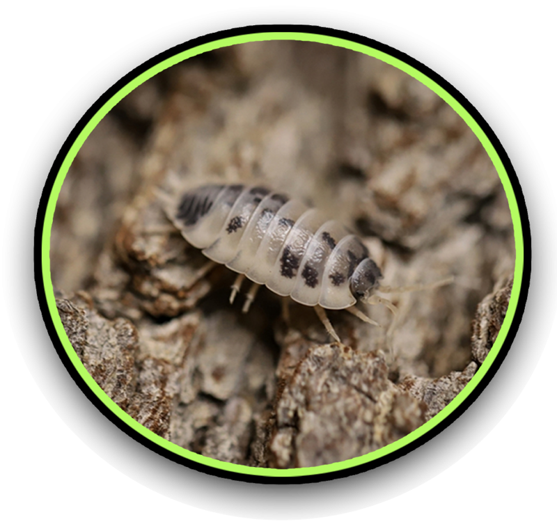 Isopods – Lil's Shop Of Horrors